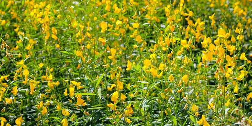 6 Soil-Boosting Plants for Restoring Depleted Garden Beds