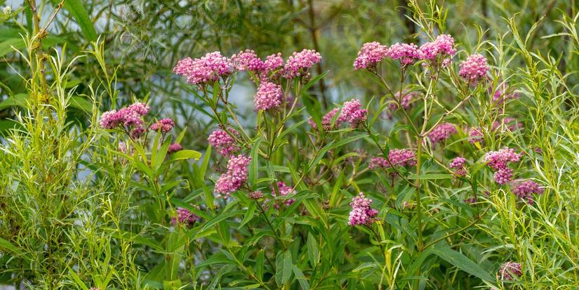 8 Flood-Resistant Plants for Beautiful, Functional Landscapes