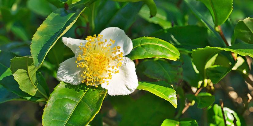 Grow Your Own Chai: A Guide to Cultivating Tea and Spices at Home