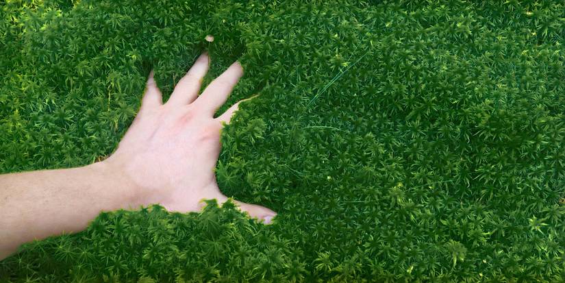 Transform Your Shaded Lawn with Lush, Low-Maintenance Moss
