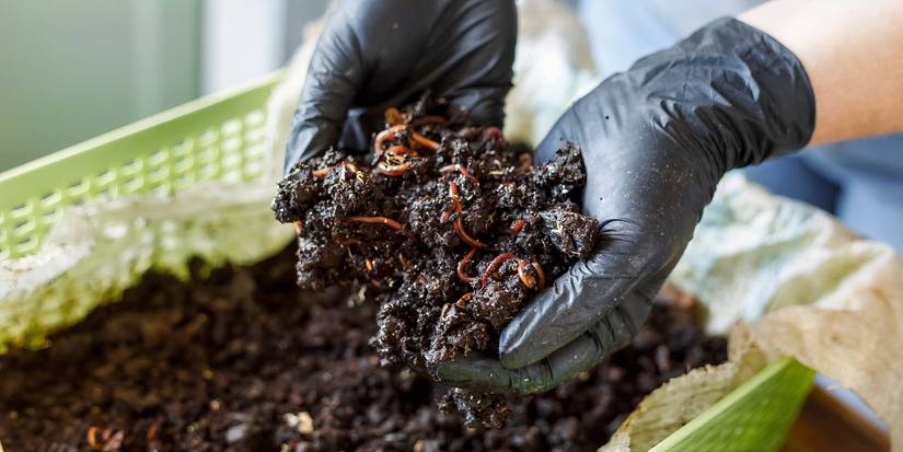 DIY Backyard Wormery Compost Bin: Turn Scraps into Nutrient-Rich Soil