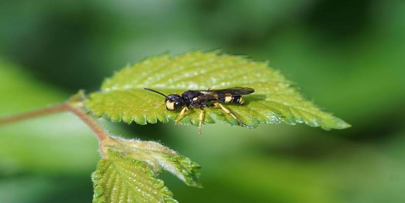 The Wasp Species Eating Elm Trees at Record Speed