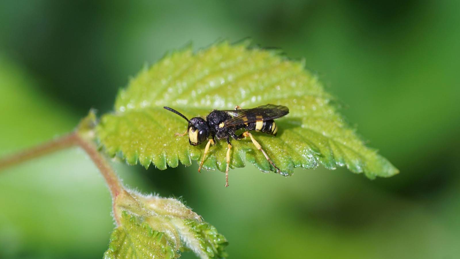 The Wasp Species Eating Elm Trees at Record Speed